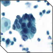 赛维森（广州）医疗科技服务有限公司 - CellsVision | 赛维森科技